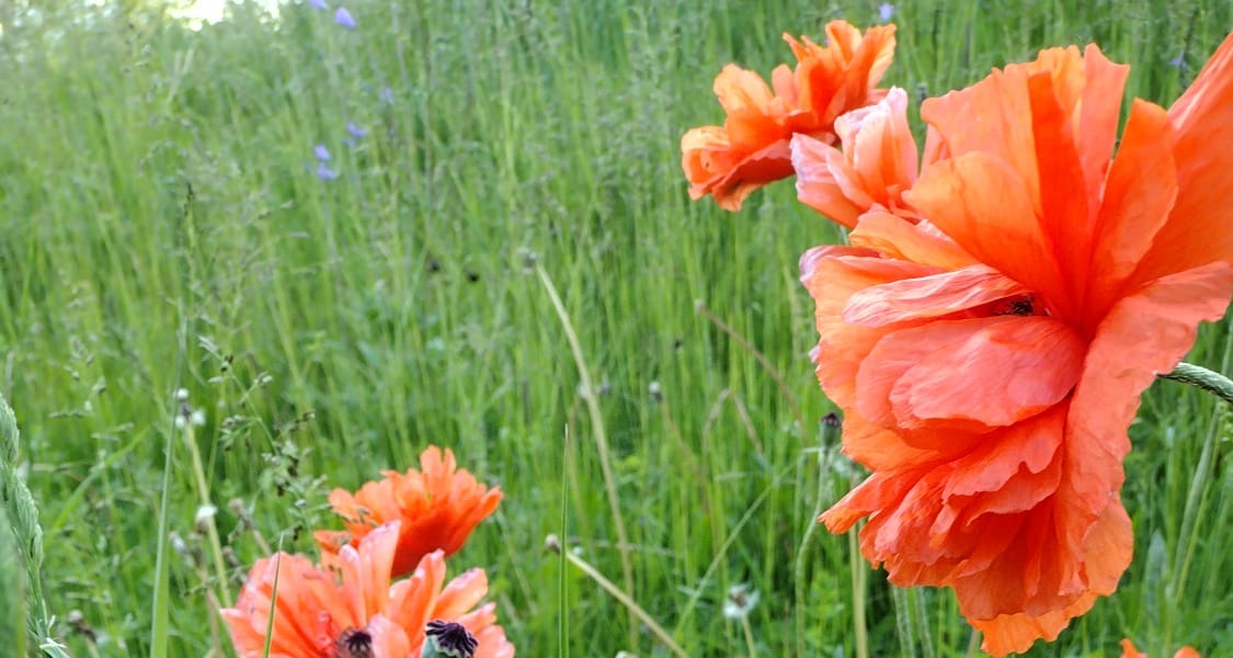 I Remember - by Susannah Cragwick - Writings by Susannah