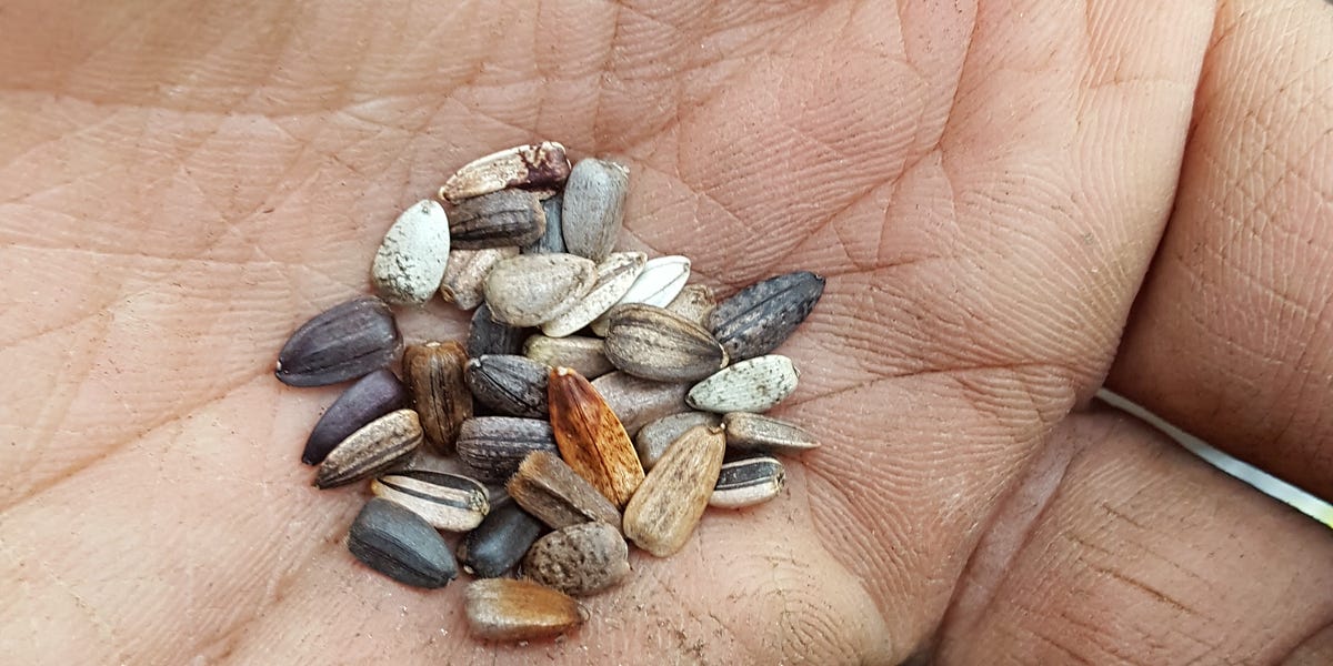 How to Save Better Seeds - by Stewart K Lundy