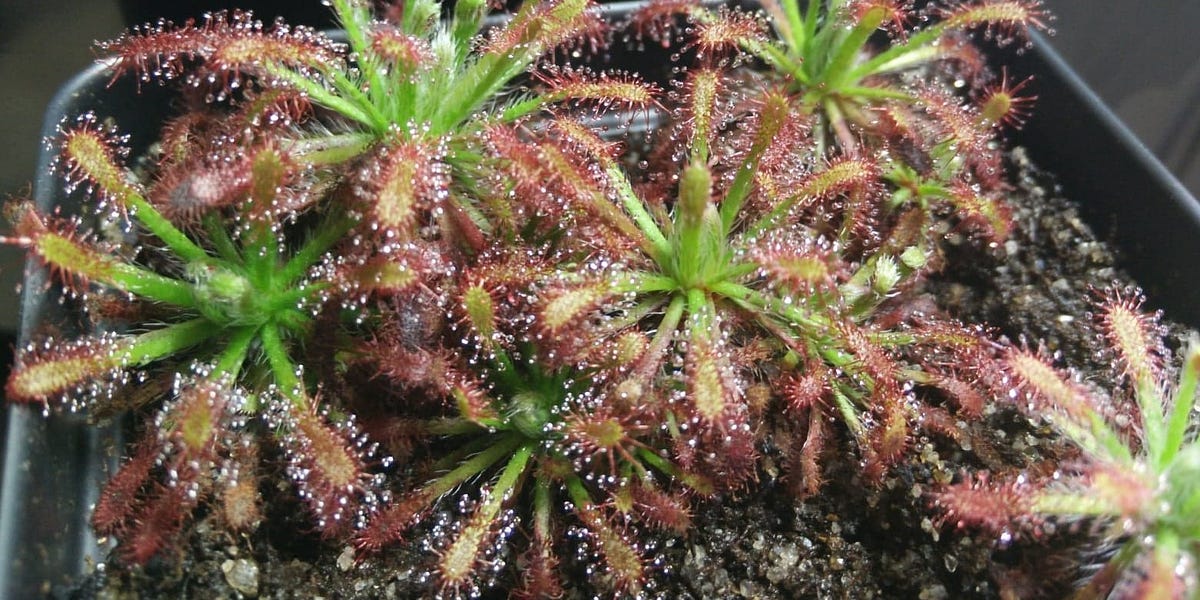 SPECIES PROFILE: DROSERA NEOCALEDONICA - by Dan DiPietro