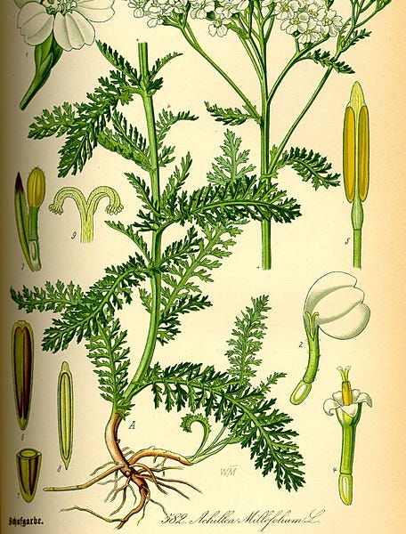 Summer Time Remedy - by Hannah-May Batley