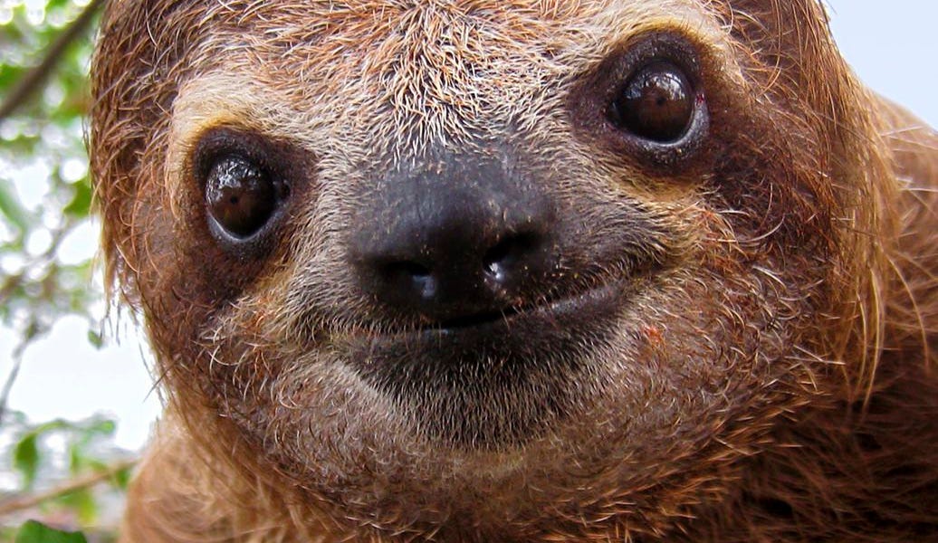 Crusher Talk #57 Surprise Sloths - by Hayley Crusher