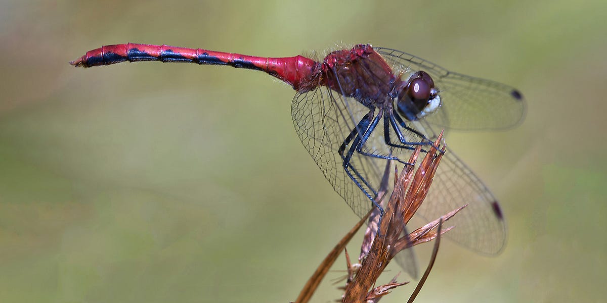 Sexual Identity Among Red Dragonflies - by Bryan Pfeiffer