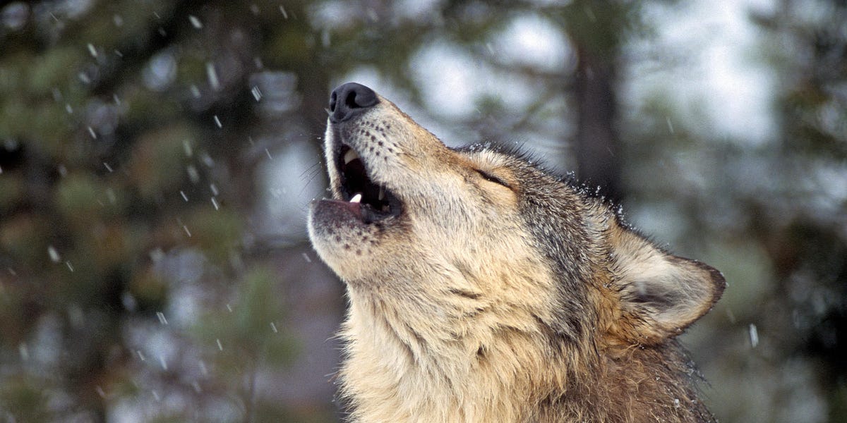 Hear the Wolves' Cry, Or Hear the Wolves' Last Laugh