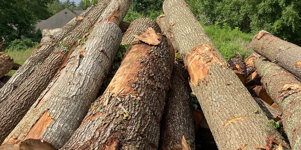 New oak log - by Peter Follansbee - Follansbee's Substack
