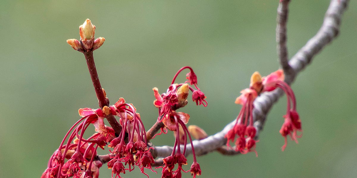Red Alert - by Bryan Pfeiffer - Chasing Nature
