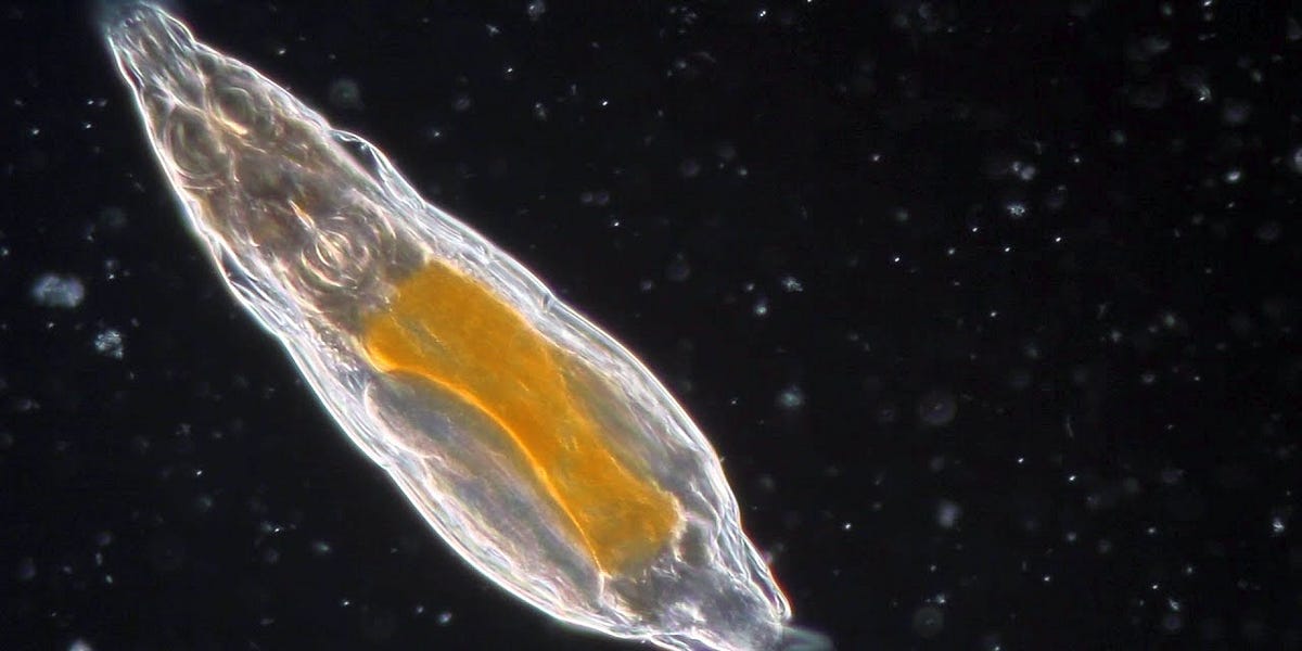 STUDY ANALYSIS: Plankton create quadrillions of microplastics