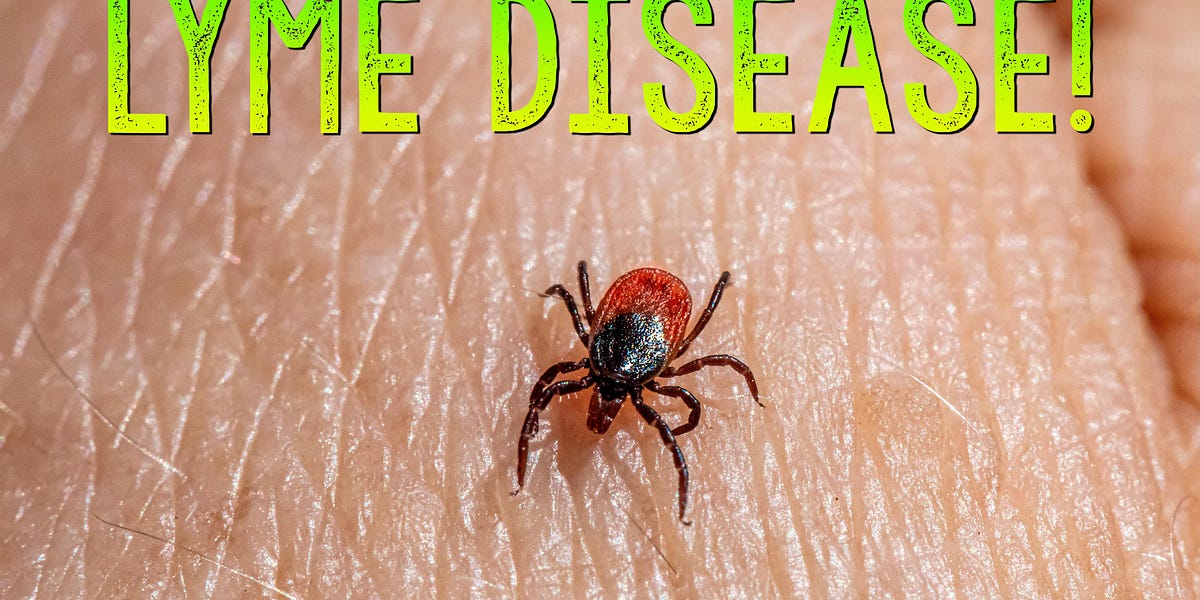 What Do You Need to Know About Lyme Disease?