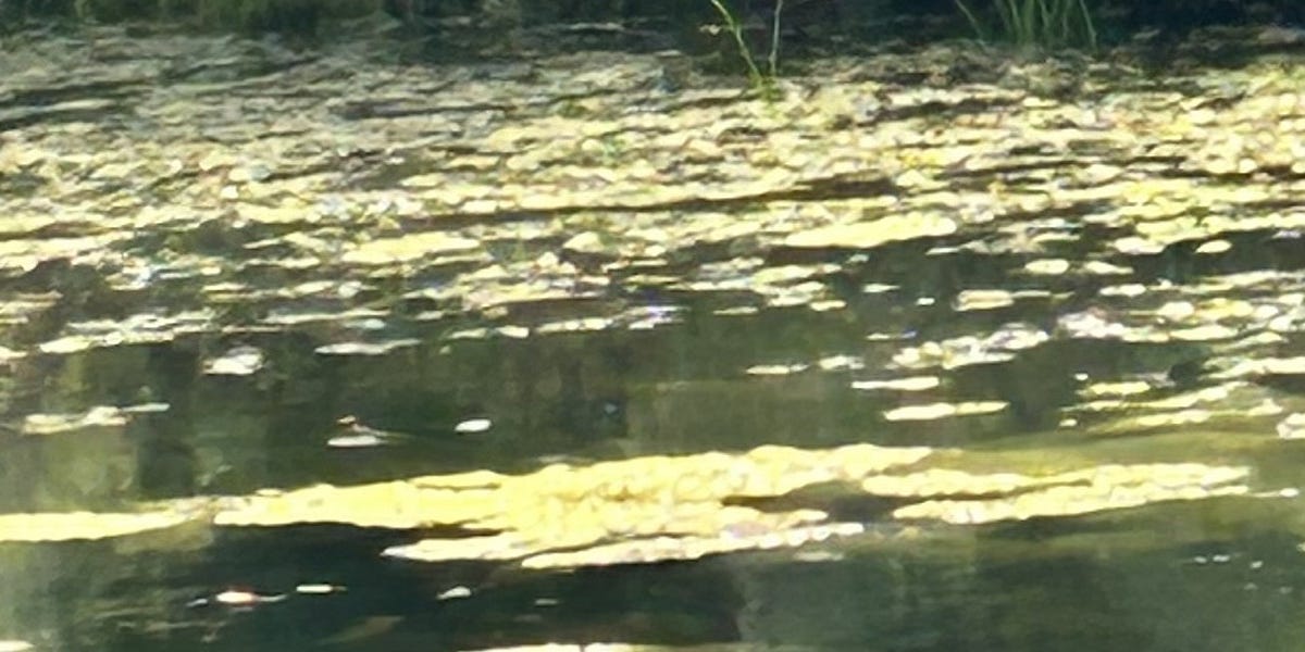 The Meijer Bear - by Dave Dempsey - David’s Substack