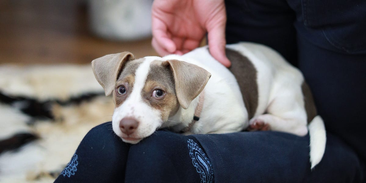 An extended car metaphor - by Lucy - generalising