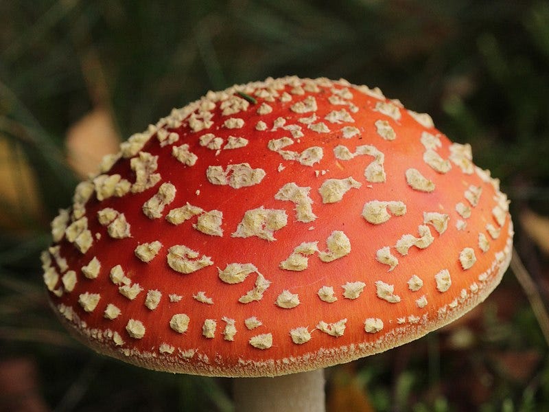 KarXT for schizophrenia - by Thomas Reilly