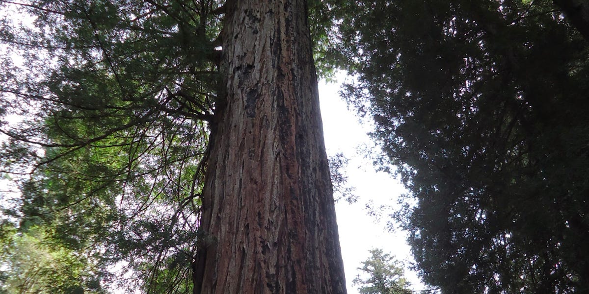 The Ferguson Tree Edition - by Guest Contributor