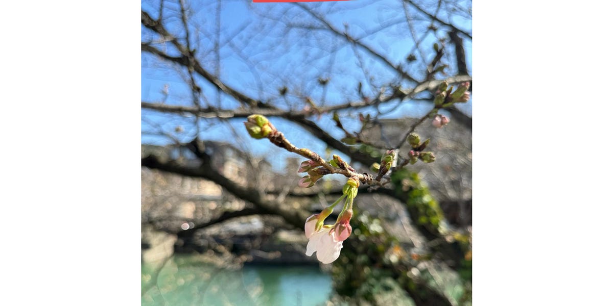 The Sakura Diaries, part 1 - The Clearing by Katherine May