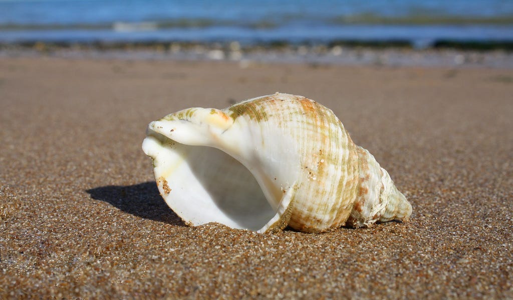 "She sells seashells by the seashore" - by Hoang Nguyen