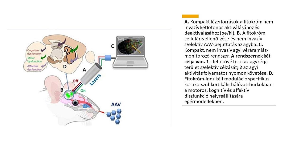 NEUROPA Projekt - újabb magyar kutató jeleskedik a nemzetközi ...