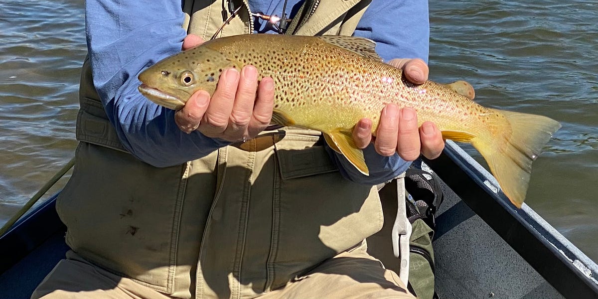 Musings Of An Old Trout Bum - by Greg Vinci