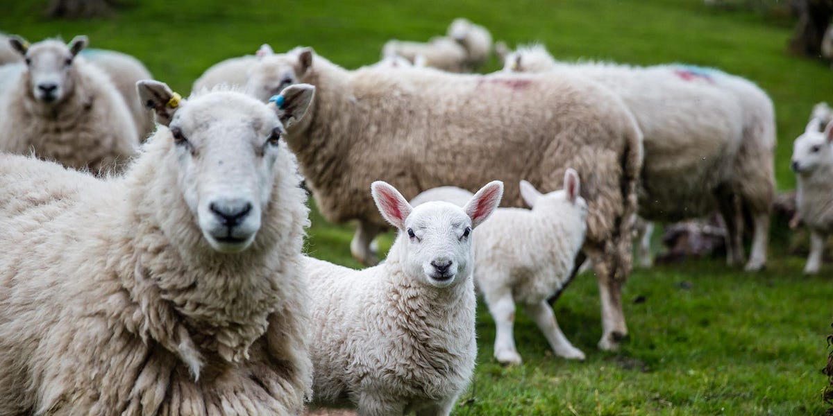 Can T Code Not Inclined To Hire Why Engineering Managers Don T