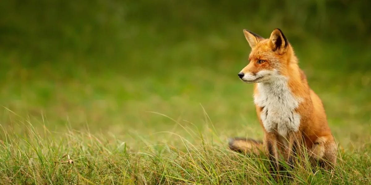 With only one fox hunting pack left in Kent, the clock is ticking on ...