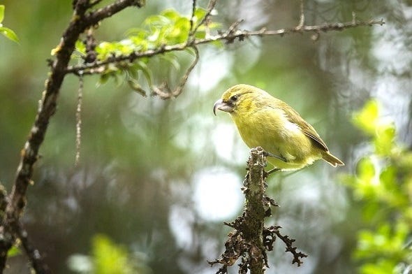 Don't Irradiate the Birds! - Arthur Firstenberg