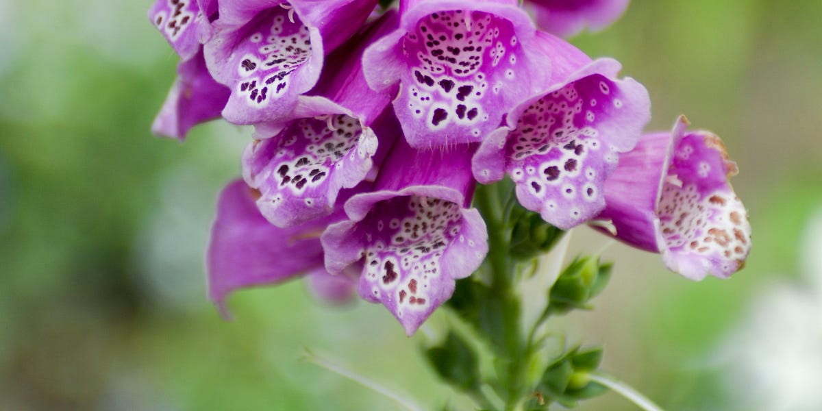 🔎 APPROFONDIMENTO: Digossina - by Dr. Gilberto Lacchia