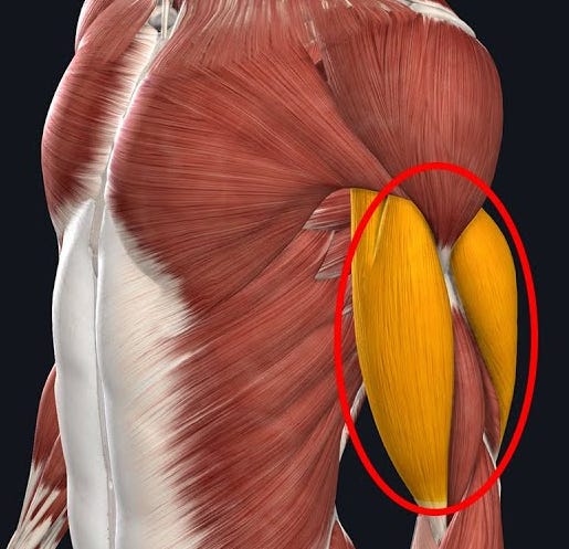 ¿Quieres brazos más grandes? - by GymBro Chad | Bodybuilder