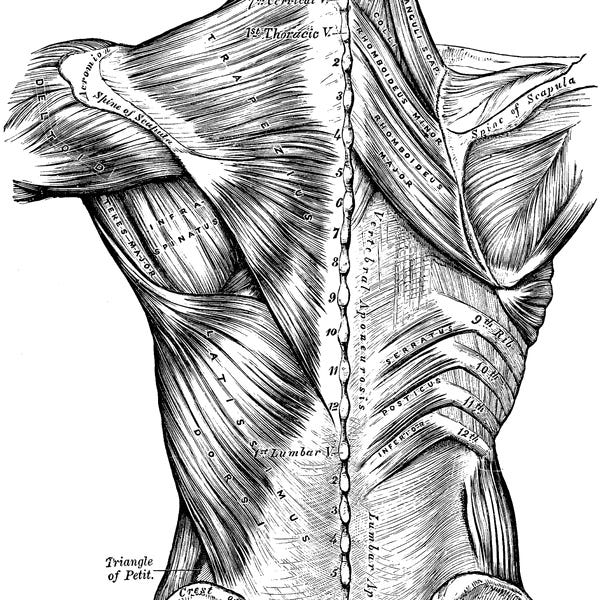 Monthly Movements - Upper Back & Neck - by Dereck Steffe