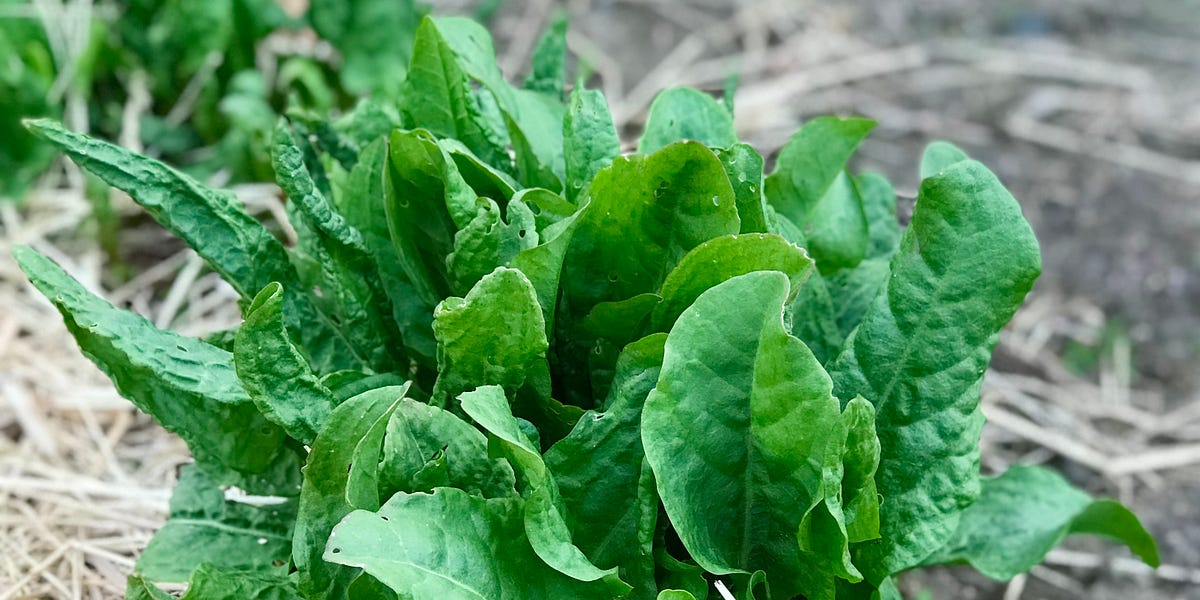 Sorrel - by Edward Behr - The Art of Eating
