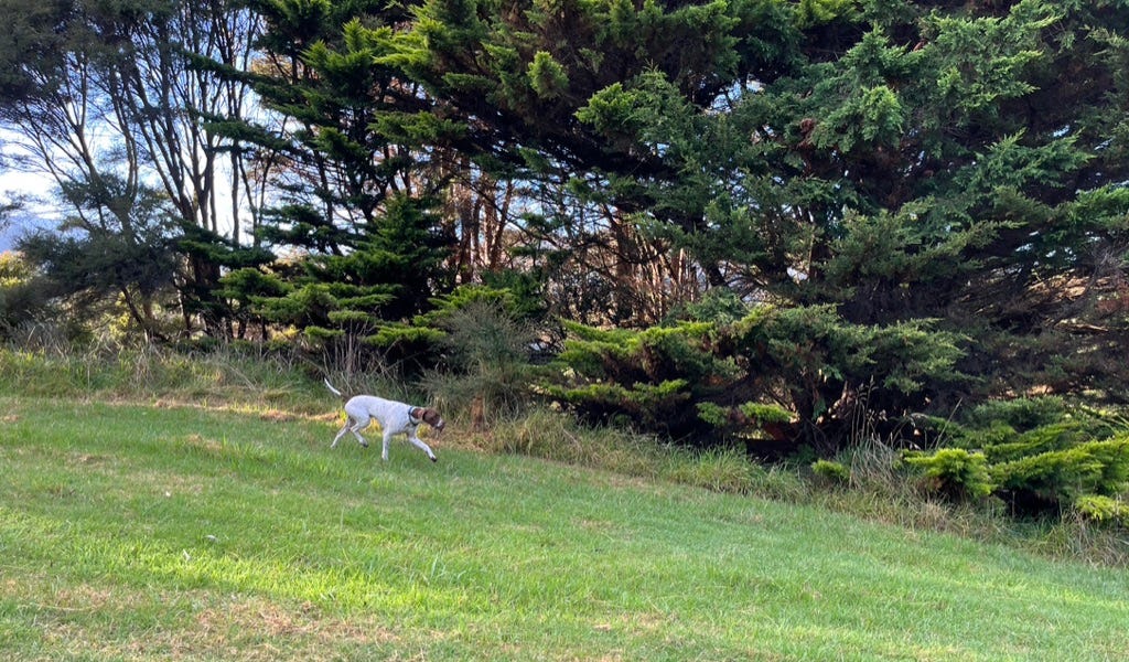 White matter and reading - by Bevan Holloway