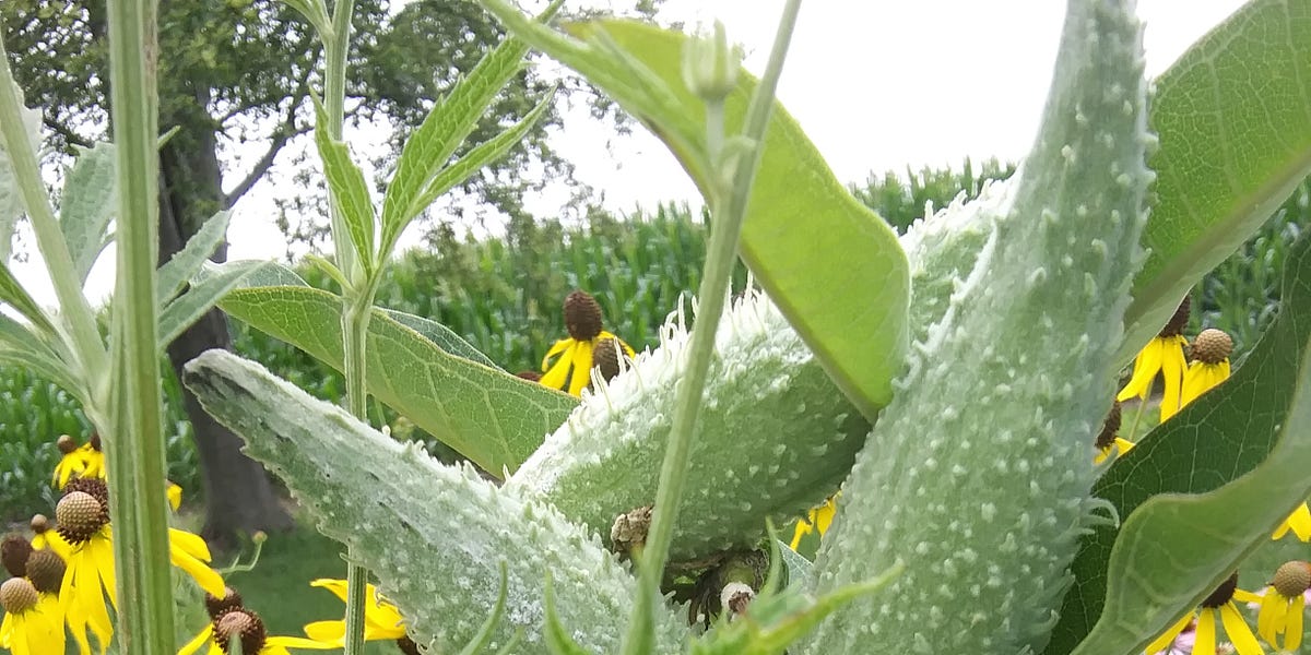 Planting native plants - Free Radio Rulo