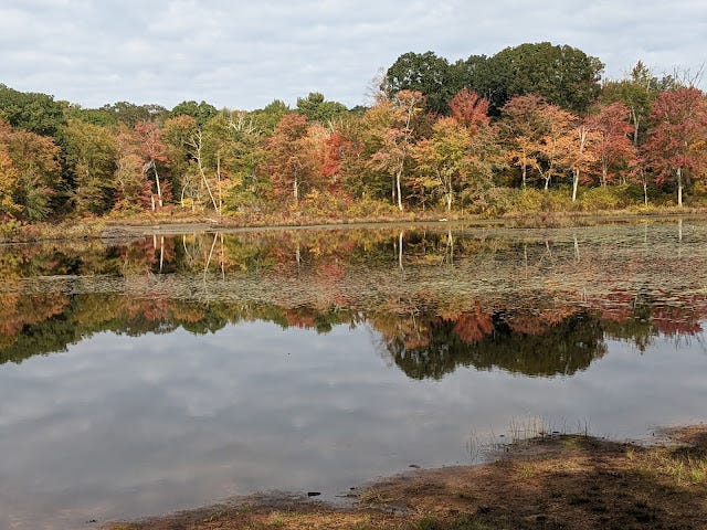Maple Haiku - Frederick Fullerton's Mental Meanderings
