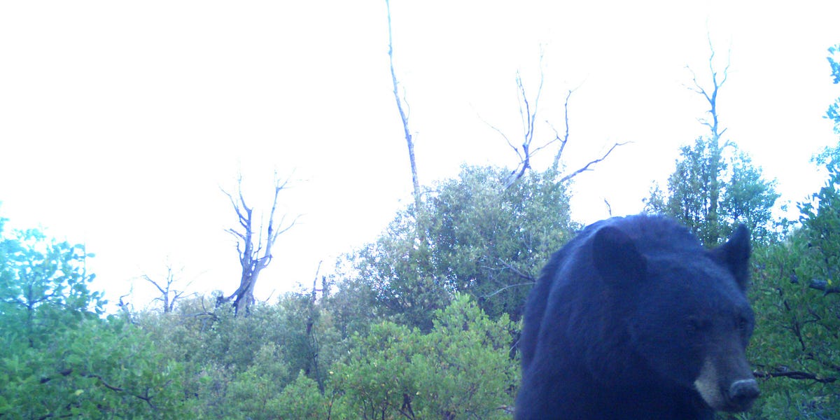 Talking Bears: - by B Frank