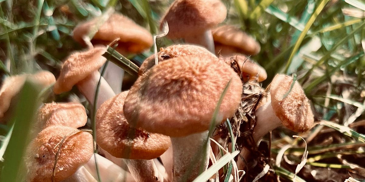 Compost - Ana's Substack