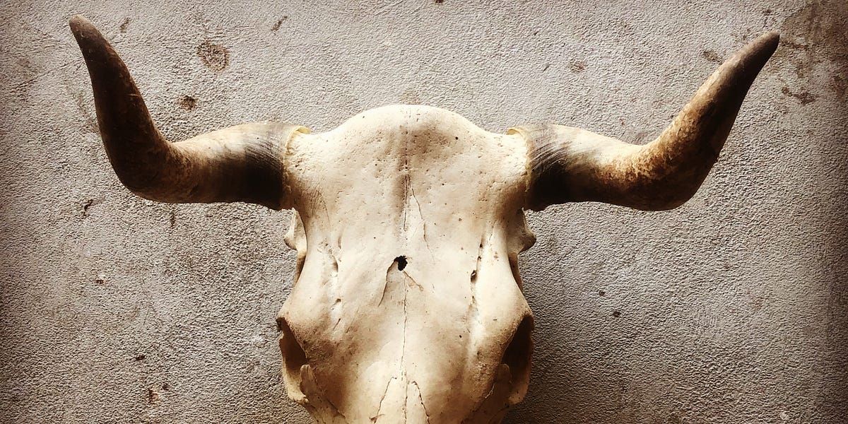 Horns - Cattle Culture