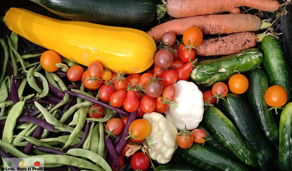 What Vegetables Should You Plant and Grow?