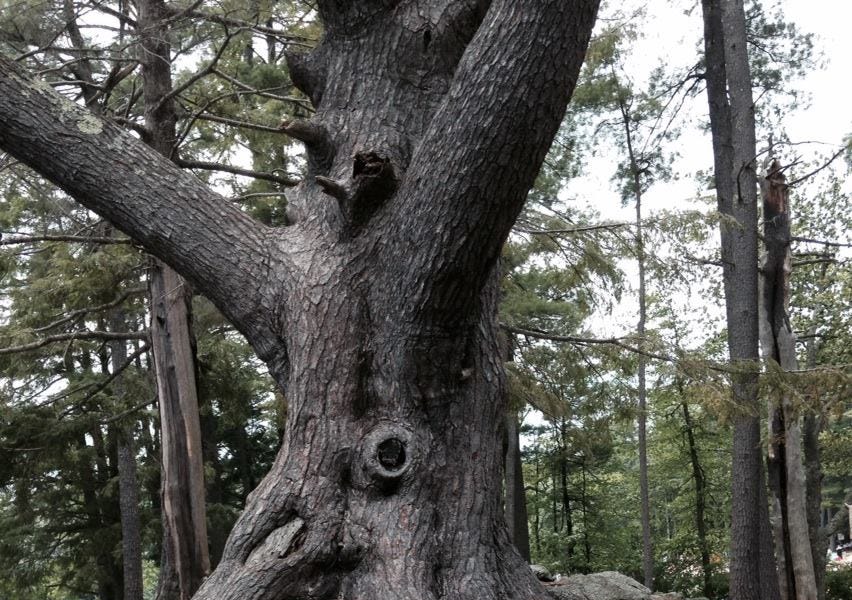 Body Of Work - by David M. Poff - Hermit Chronicles