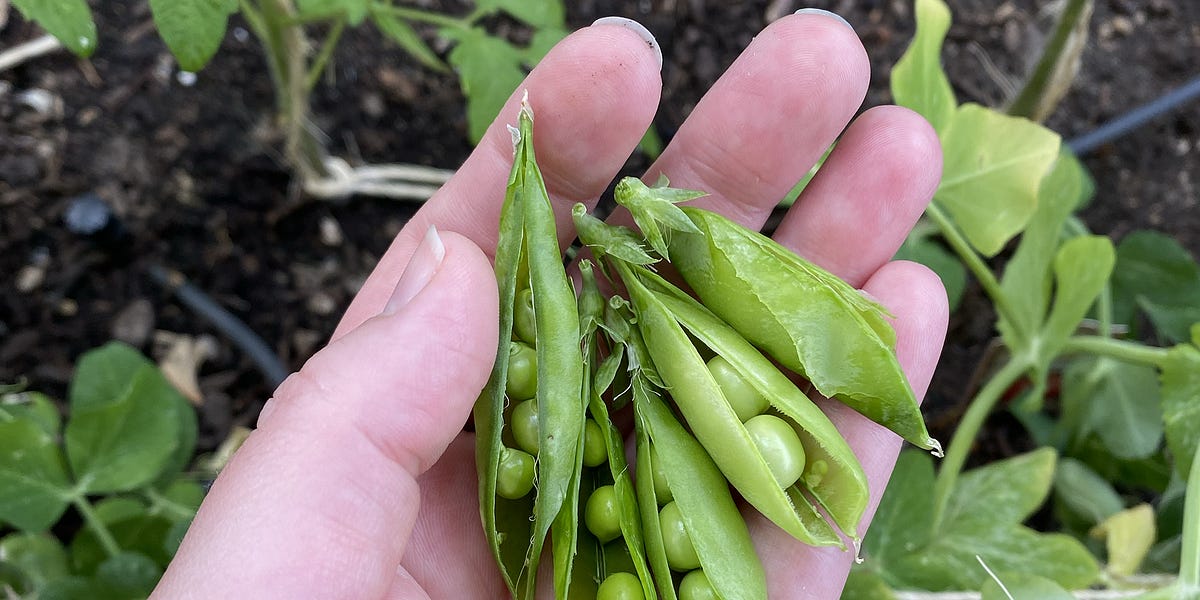 Growing Peas at the End of the World - by Caroline