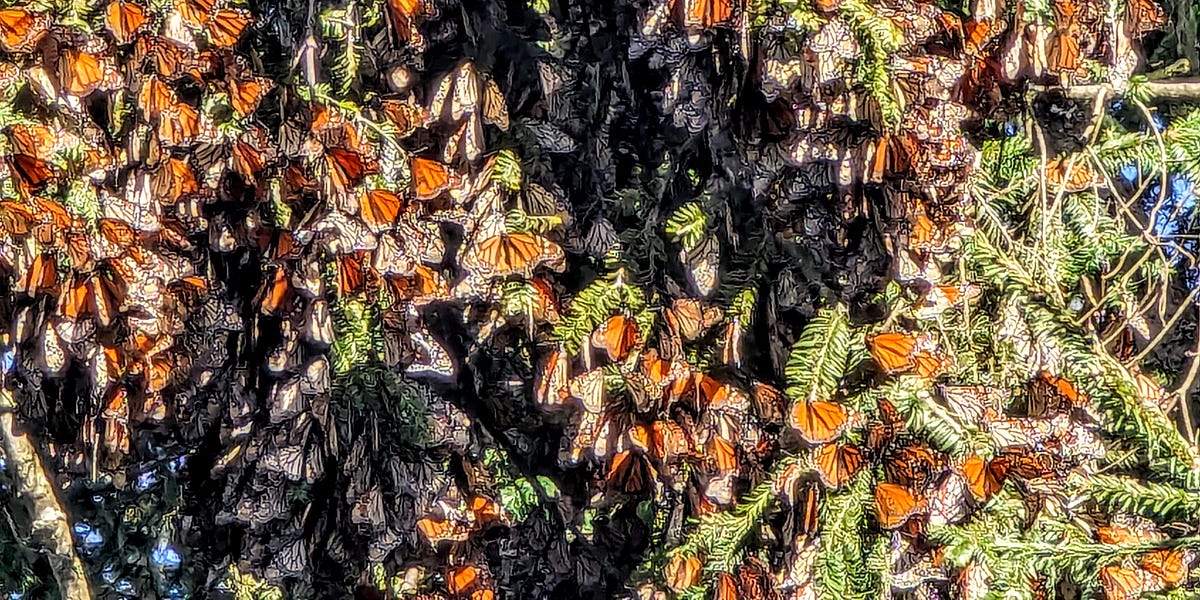 Wings of Wonder: Tracing the Largest Monarch Butterfly Migration Across ...