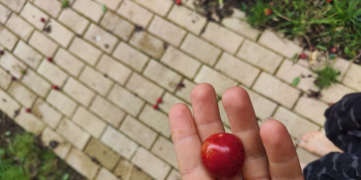 Floor plums and droopy rainbow chard