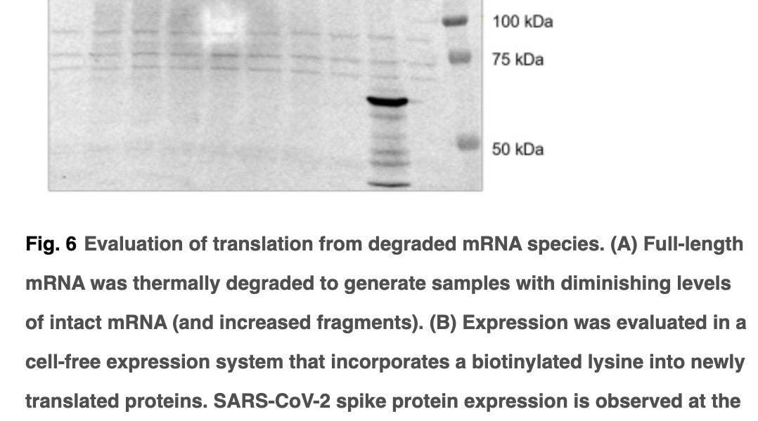 "Characterization of BNT162b2 mRNA to Evaluate Risk of Off-Target ...