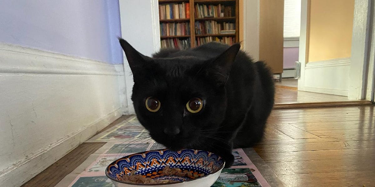 Psycho Cat - by Laurie Miller Hornik