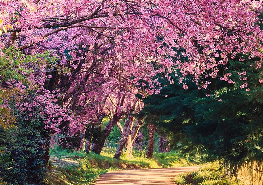 Walking by Faith - for Real - by Anna Blaszczyk - Plaitra