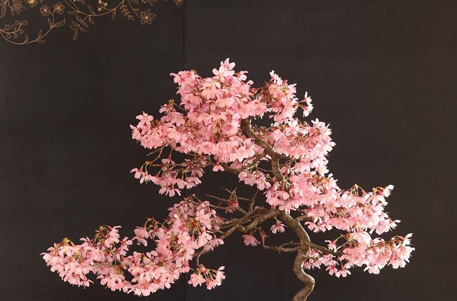 Cherry Tree - by James Don BlueWolf - Wolf Tracks Substack