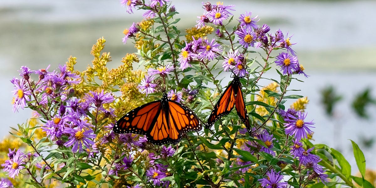 Seeing Relationships, Part 2 - by Kim Manley Ort