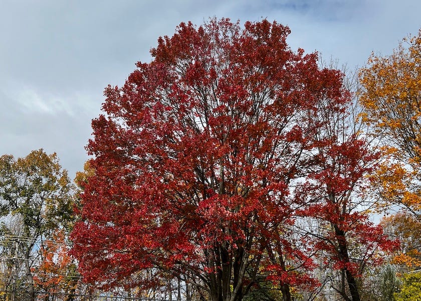 3D Model Conversions - by Skye Priestley - Skye’s Substack