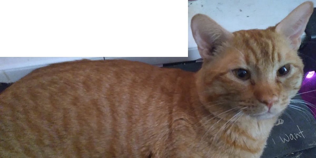 Pawsitive Monday - by SimulationCommander