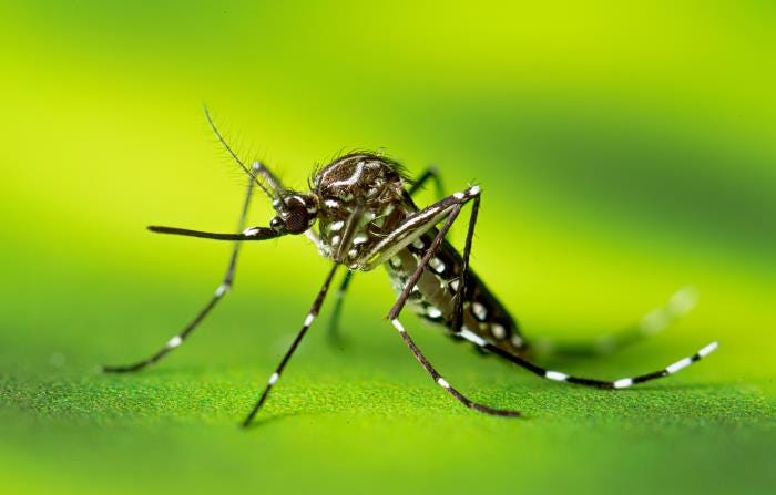 Argentina: Dengue cases up 2,546% compared to the same period in 2023