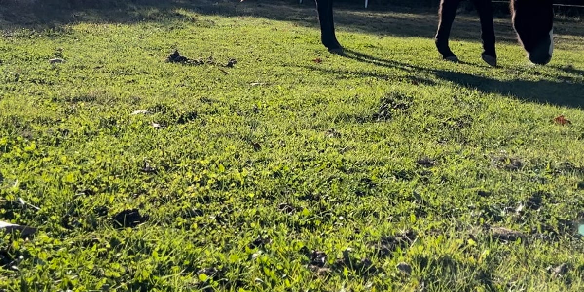 Heartspeak #15 - by Lauren Perreault - Heartspeak