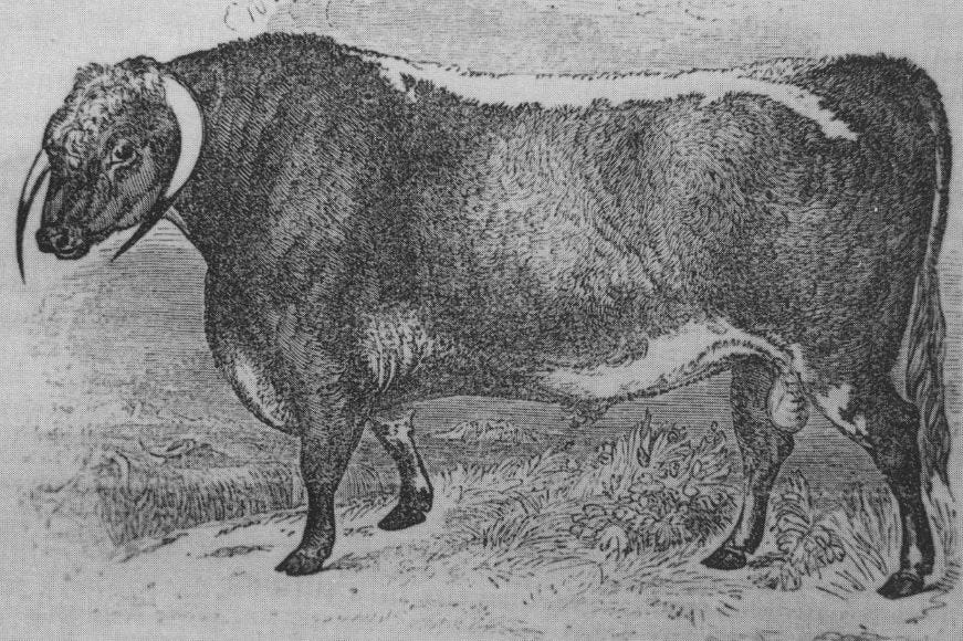 Age of Invention: Cash Cows