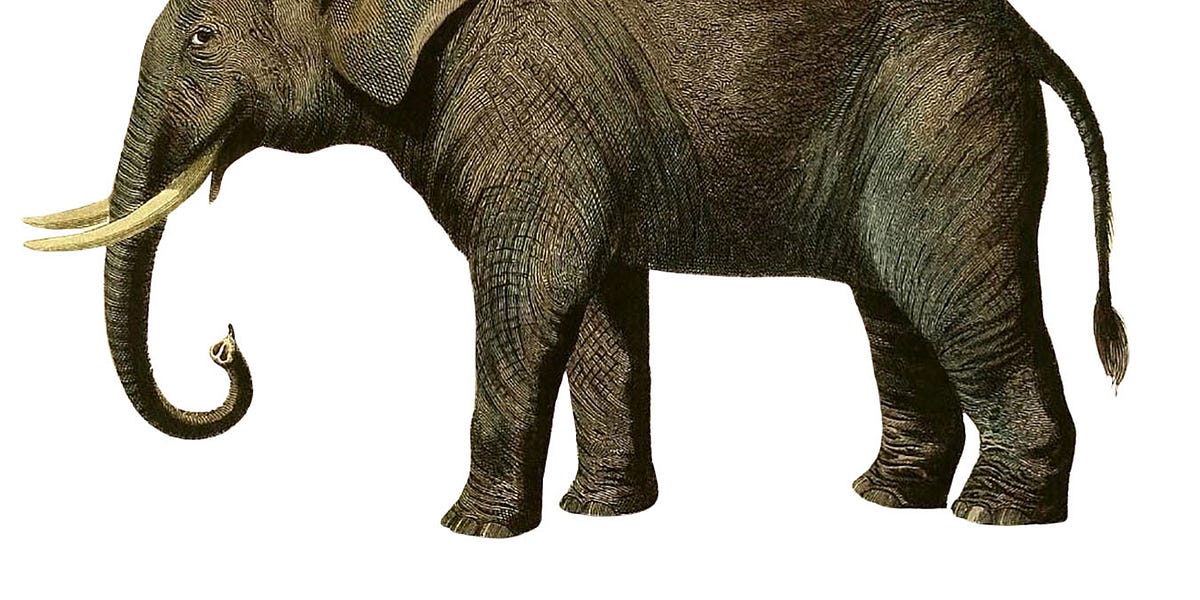 Elephants/Shrews - The Hollow