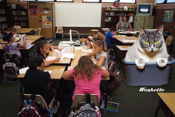 It Was Never 'Litterboxes,' Colorado GOP Gov Nom Lady Just Mad Little ...