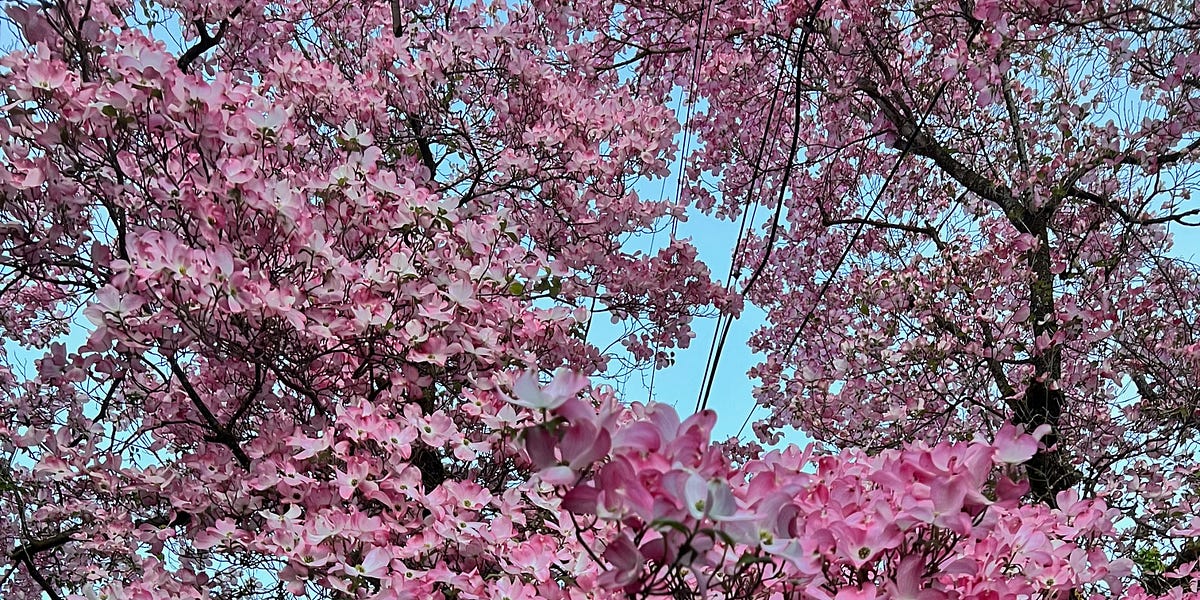 The Uncrossing - by Zephyr Pfotenhauer - Bon Sequitur